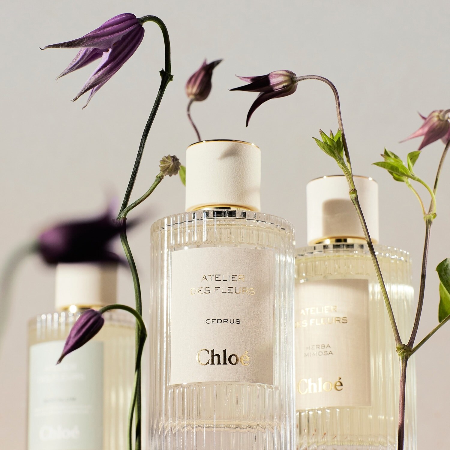 Atelier des Fleurs Herba Mimosa - Woda perfumowana i CHLOÉ ≡ SEPHORA