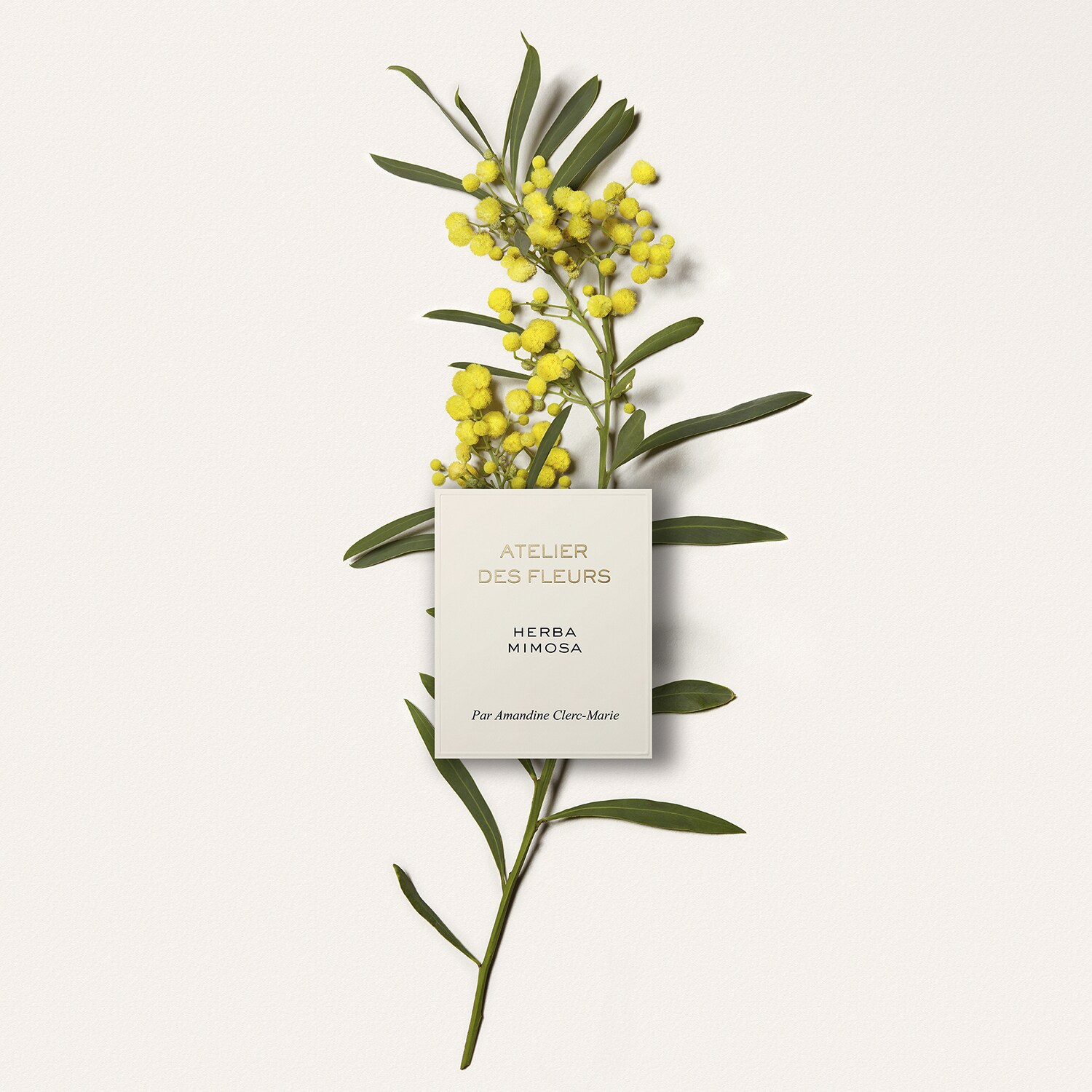 Atelier des Fleurs Herba Mimosa - Woda perfumowana i CHLOÉ ≡ SEPHORA